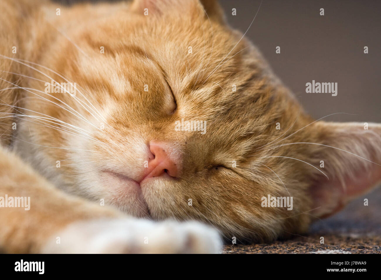 Tired kitties hi-res stock photography and images - Alamy