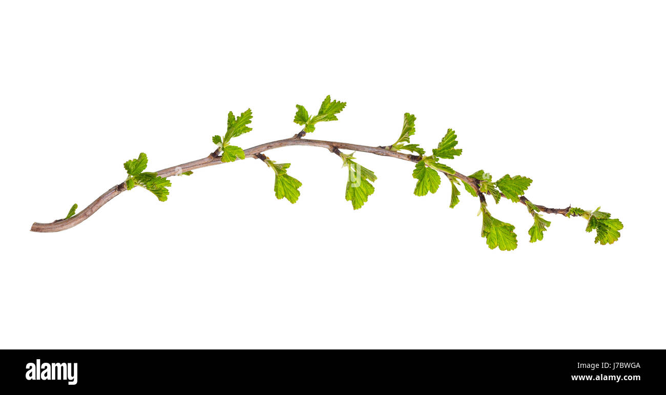 Sprig from the bush with young green leaves isolated on white ...