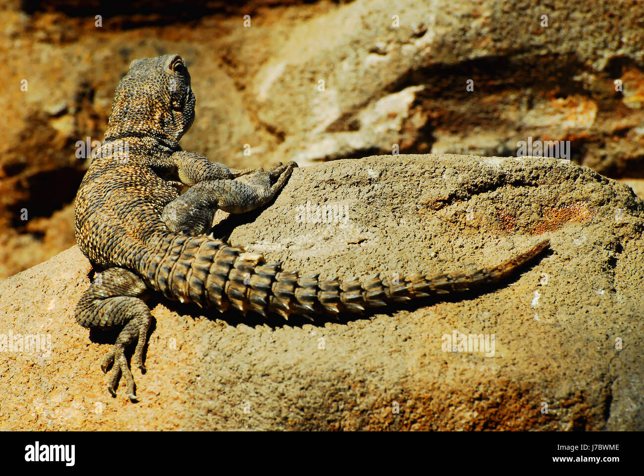animal saurian reptiles vertebrate nature animal saurian reptiles ...