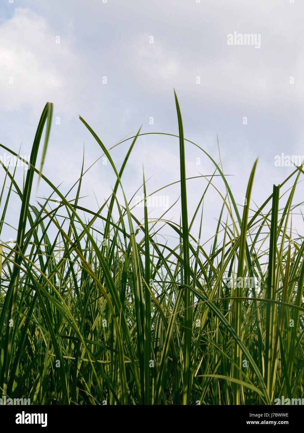 sunlight easter blade of grass meadow grass lawn green portrait format ...
