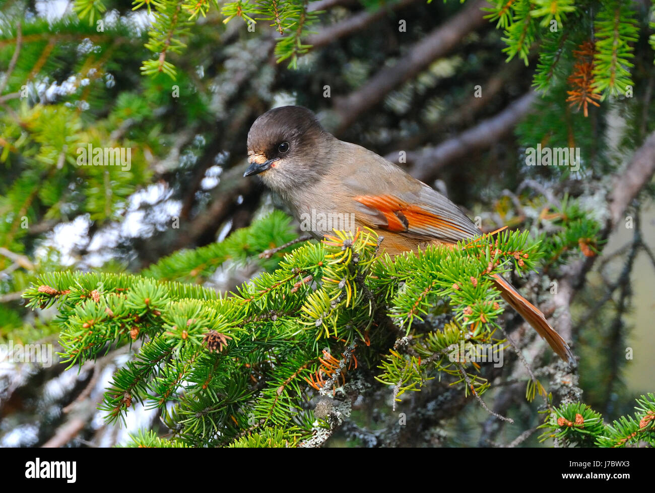 tree singing-bird bobolinks wild animal fir animals sweden location ...