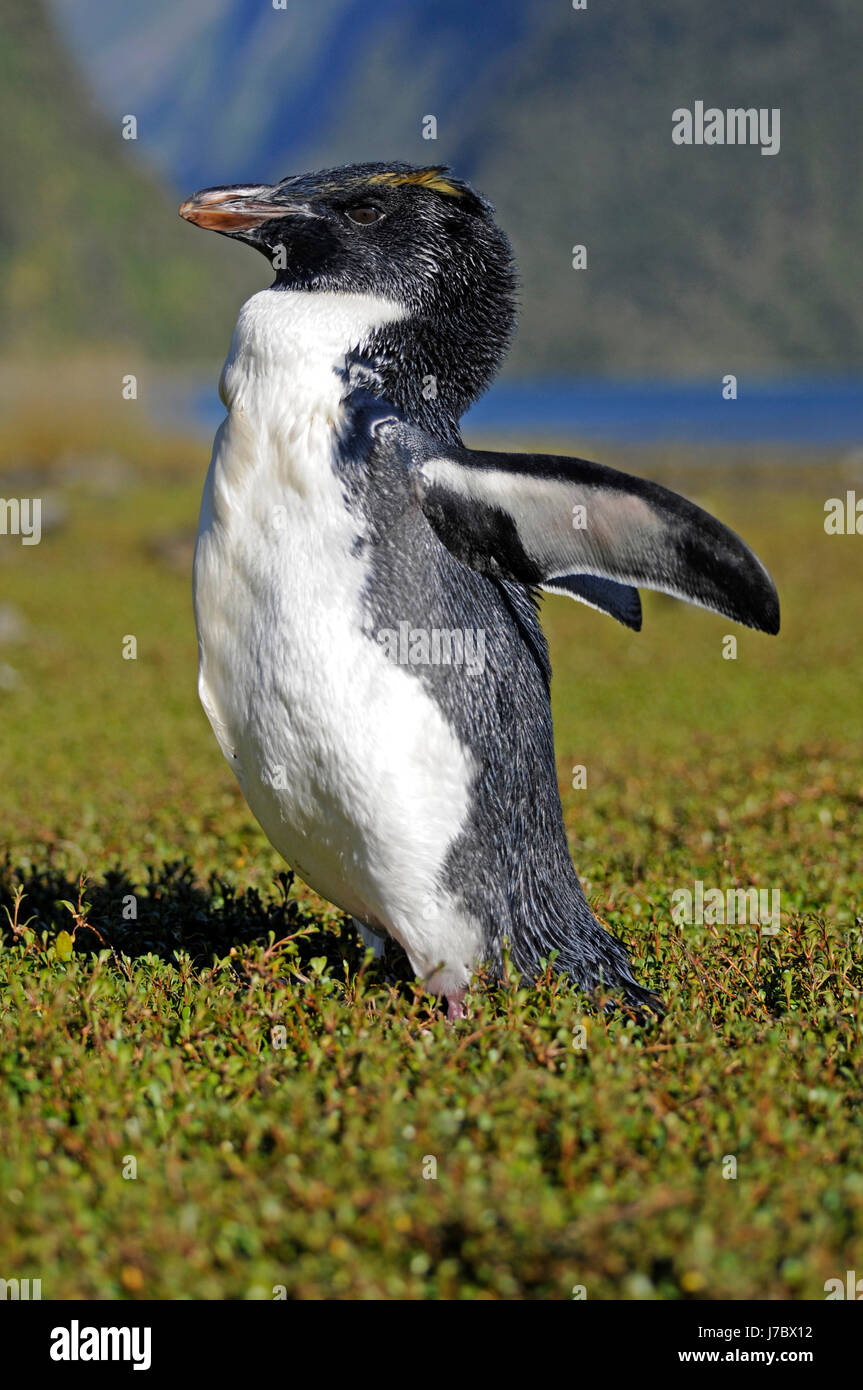 Pingu Stock Photos & Pingu Stock Images - Alamy