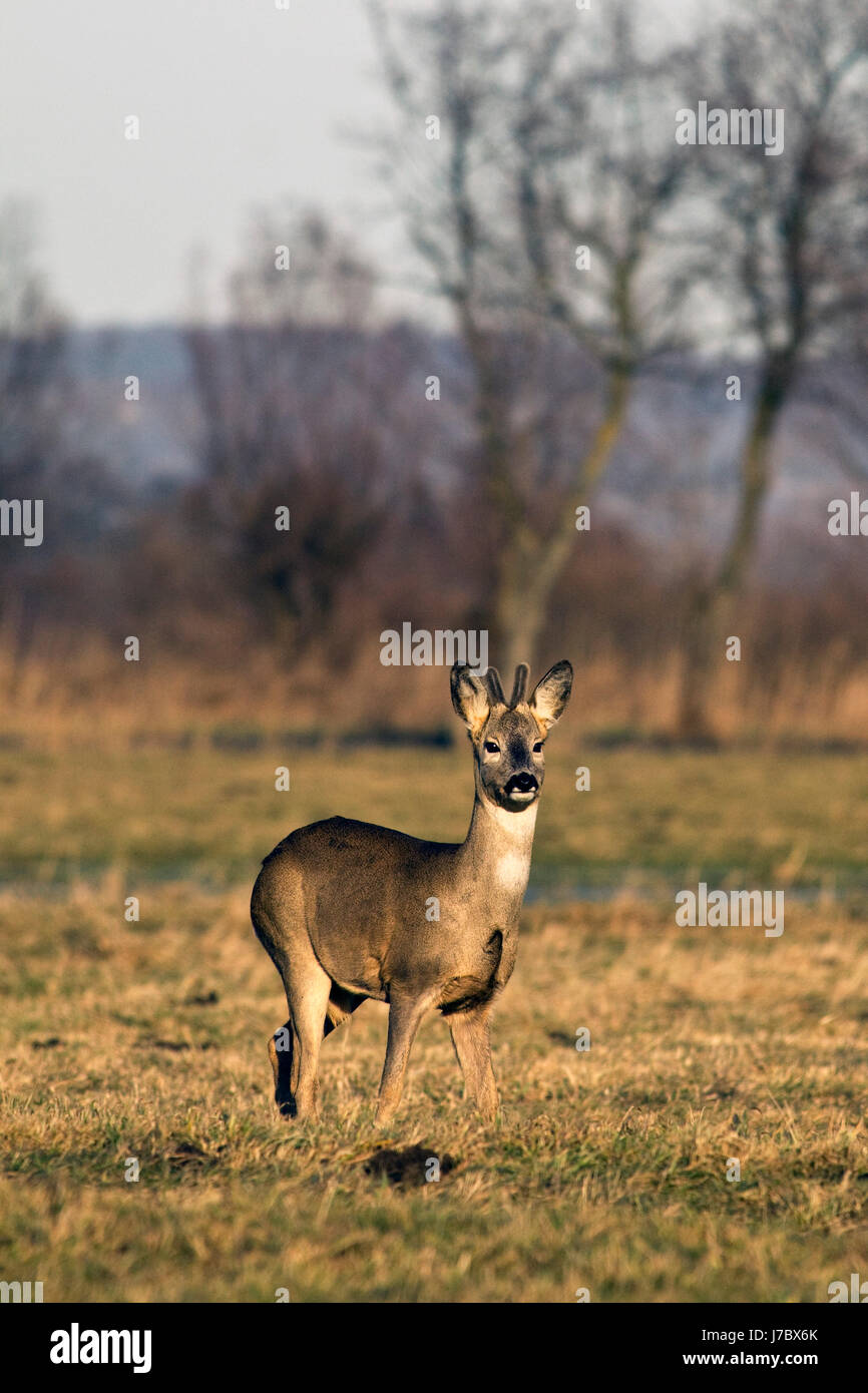 Sarna hi-res stock photography and images - Alamy