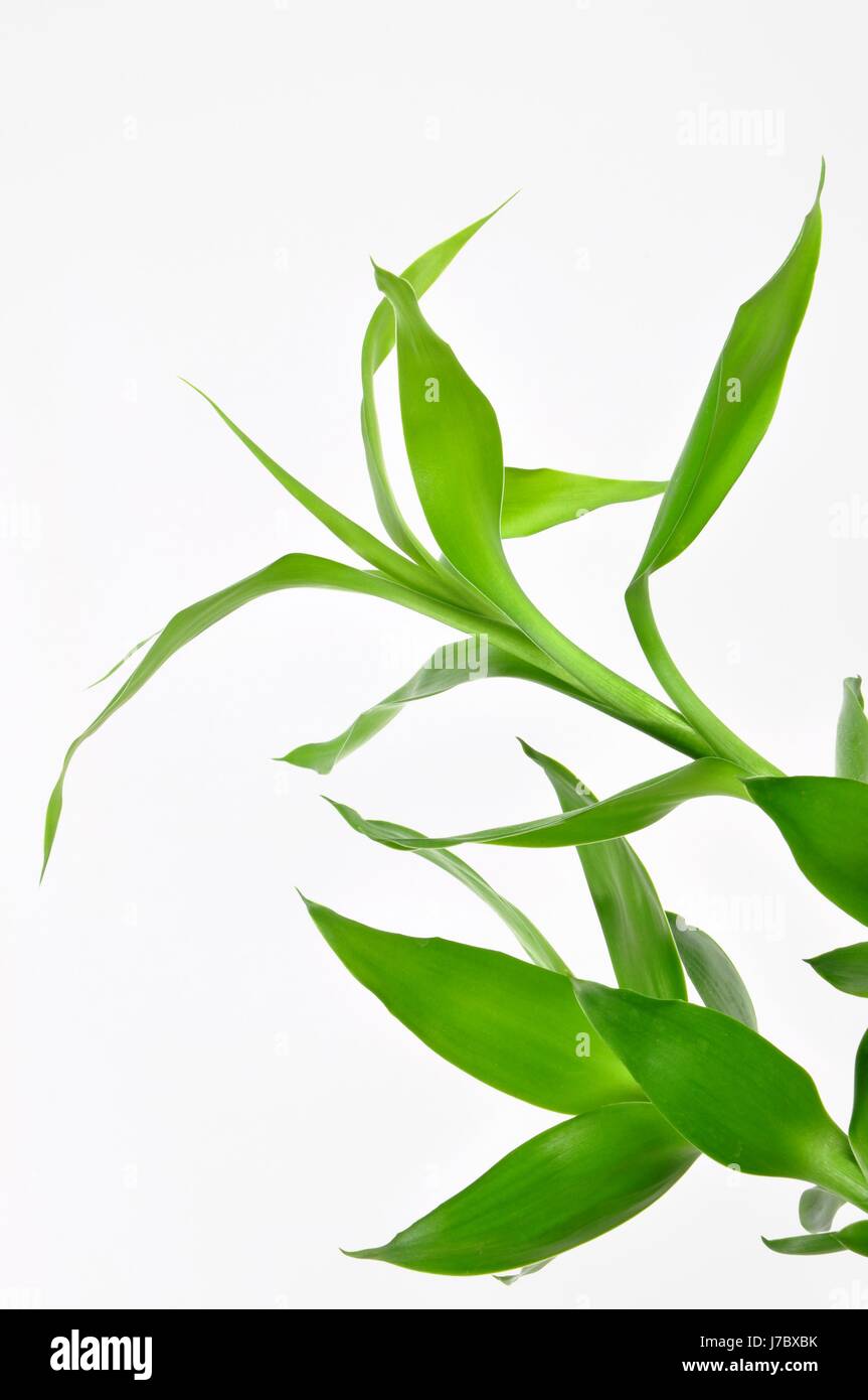 asia contrast branch china chinese bundle double couple leaf ...