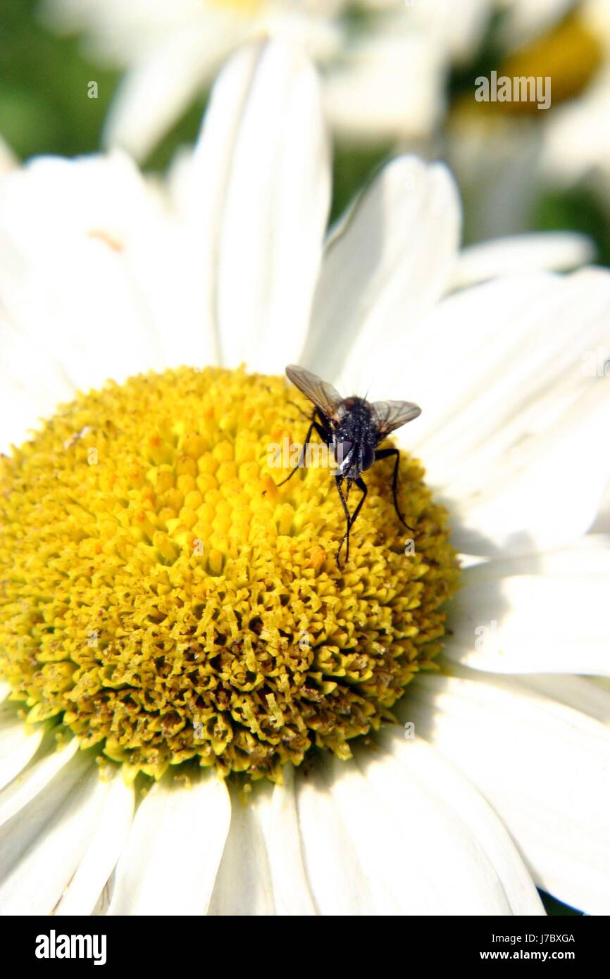 Vena spuria hi-res stock photography and images - Alamy