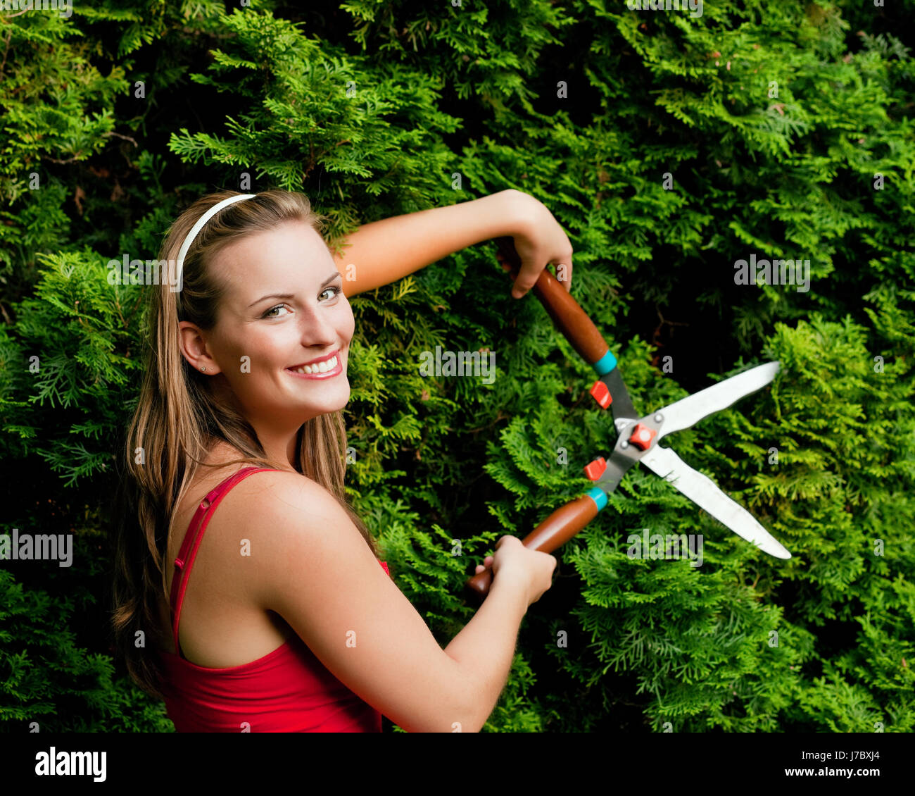 woman cuts the hedge Stock Photo - Alamy