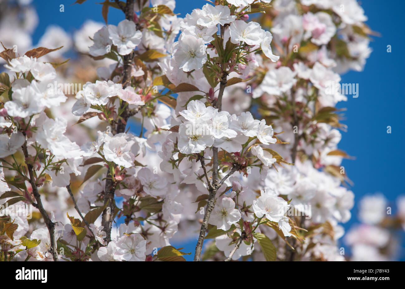 Cherry blossom tree in full hi-res stock photography and images - Alamy
