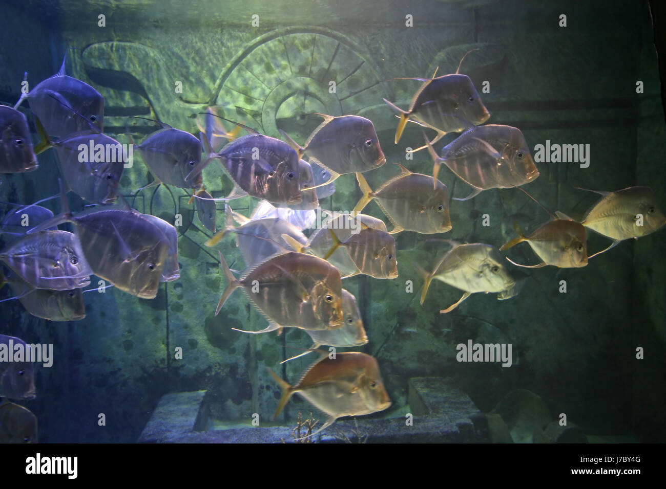 fish,fish fishes animal animals pet swim swimming swam tank water ...