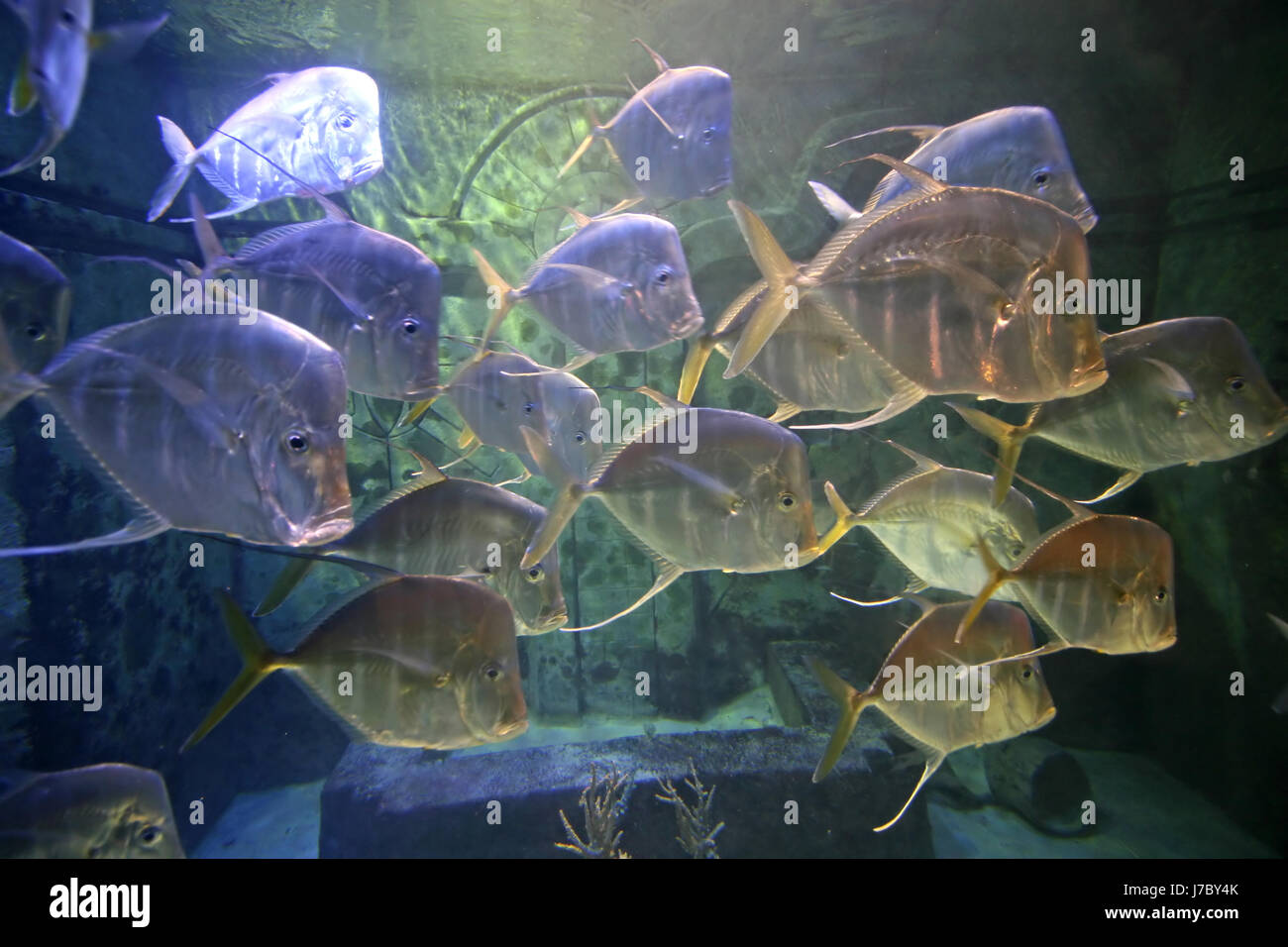 fish,fish fishes animal animals pet swim swimming swam tank water ...