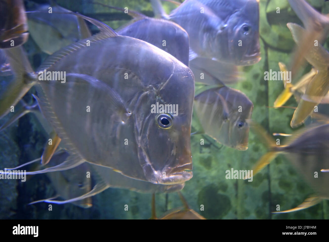 fish,fish fishes animal animals pet swim swimming swam tank water ...