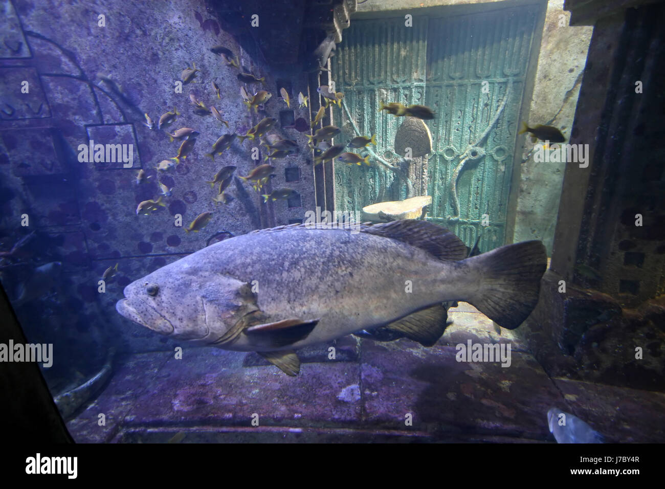 fish,fish fishes animal animals pet swim swimming swam tank water ...