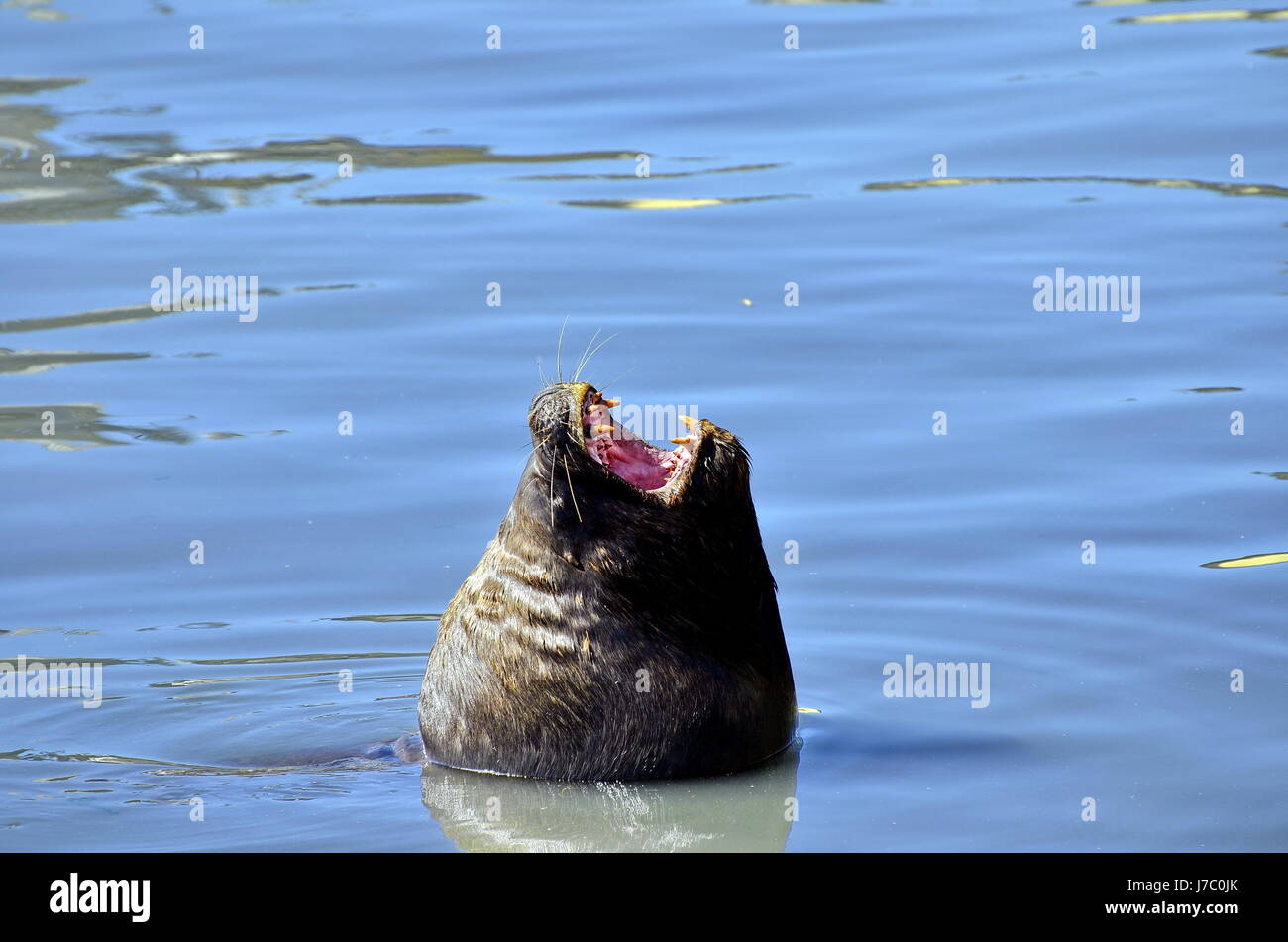 chile sea lion mammal mouth teeth coast open predator animal world bite ...