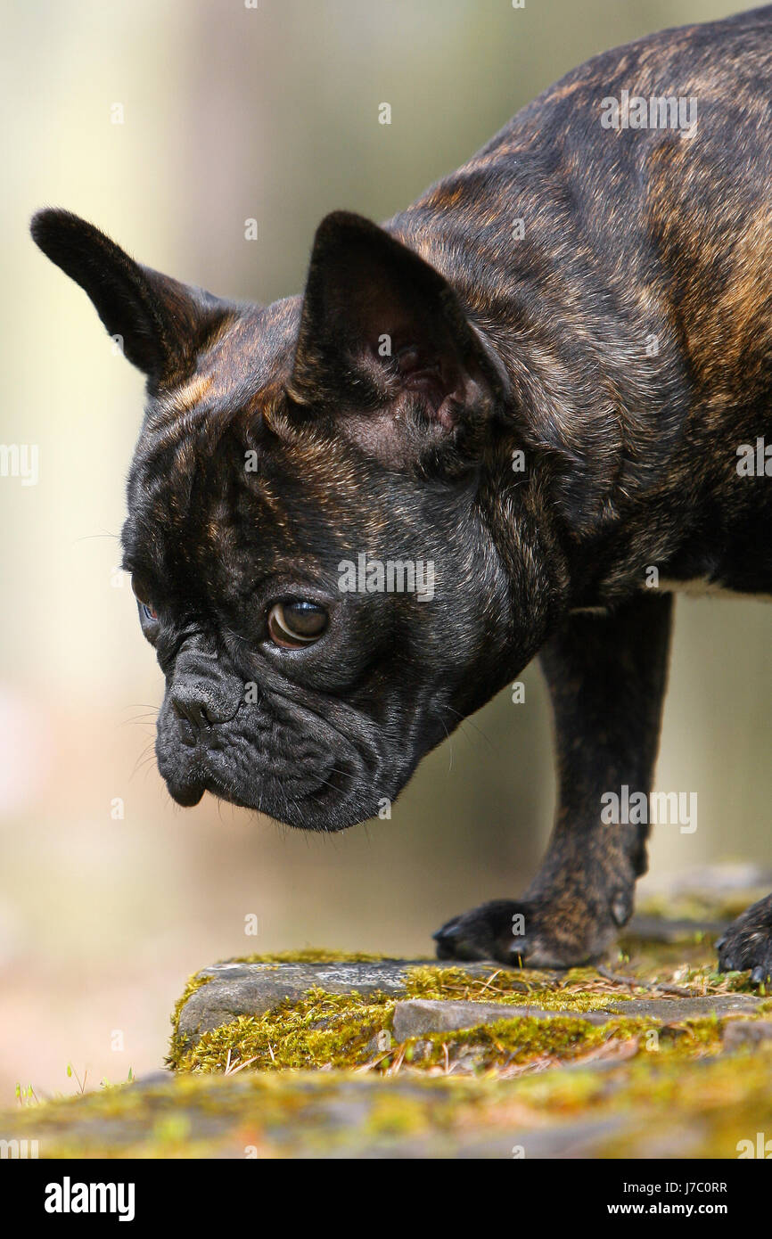French bullie hi-res stock photography and images - Alamy
