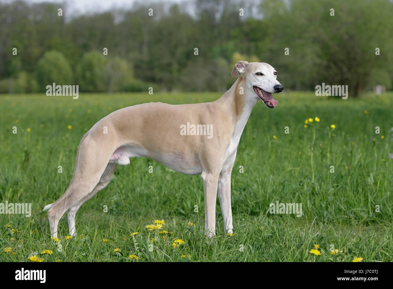 pet portrait dog greyhound pedigree dog blond laugh laughs laughing ...