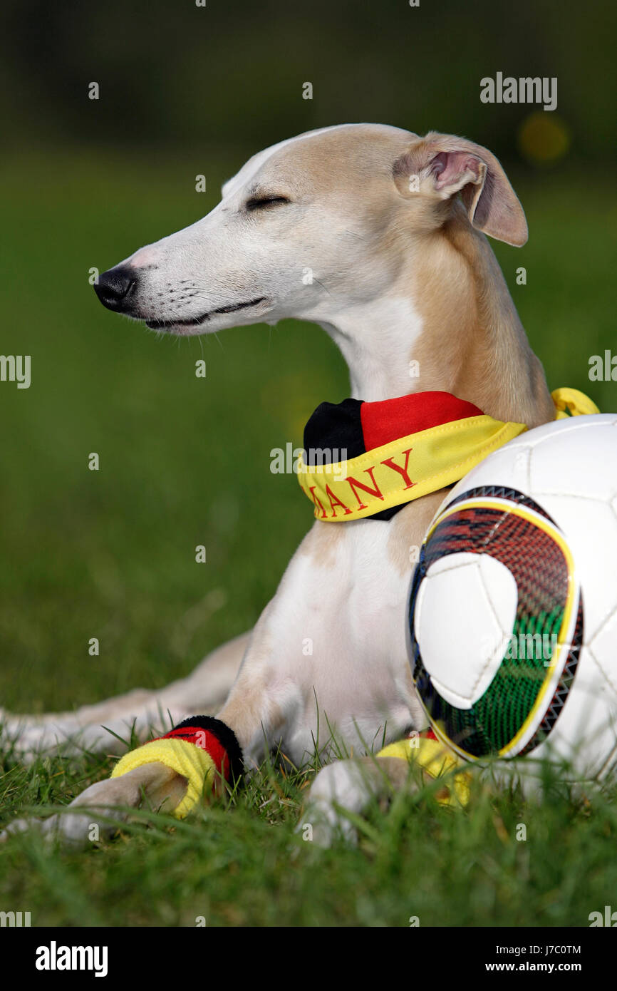 whippet as german soccer fan Stock Photo - Alamy