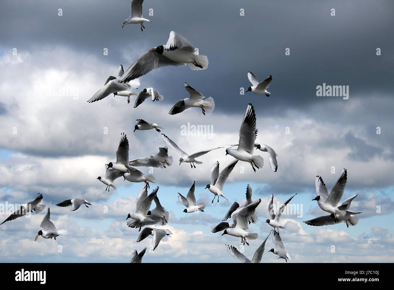 flight bird birds wing firmament sky fly flies flys flying storm gale ...