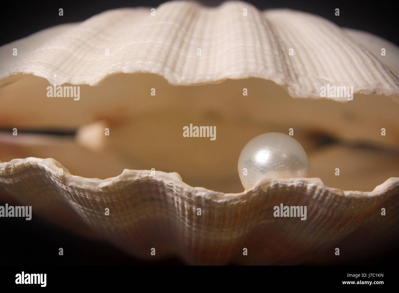 shell wealth open jewel abstract pearl uncap scallop backdrop ...