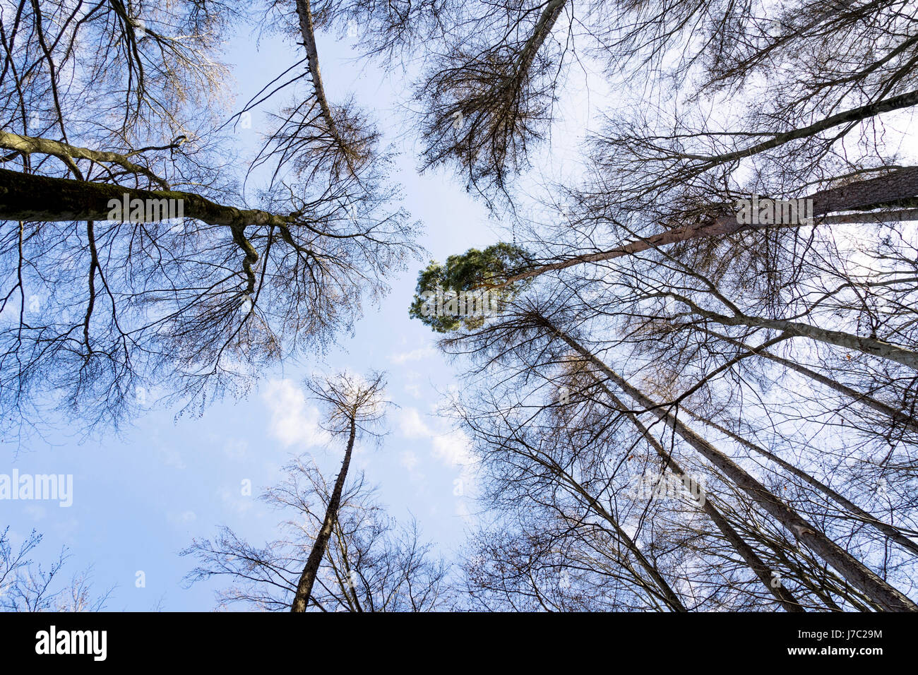 Looking up into branches hi-res stock photography and images - Alamy