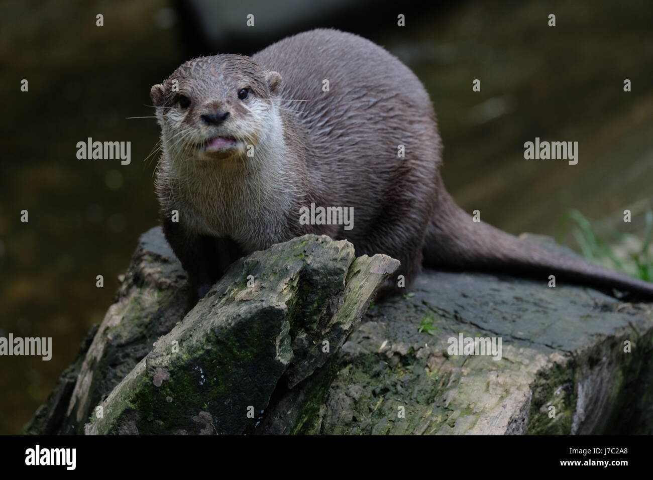Otter in Devon Stock Photo - Alamy