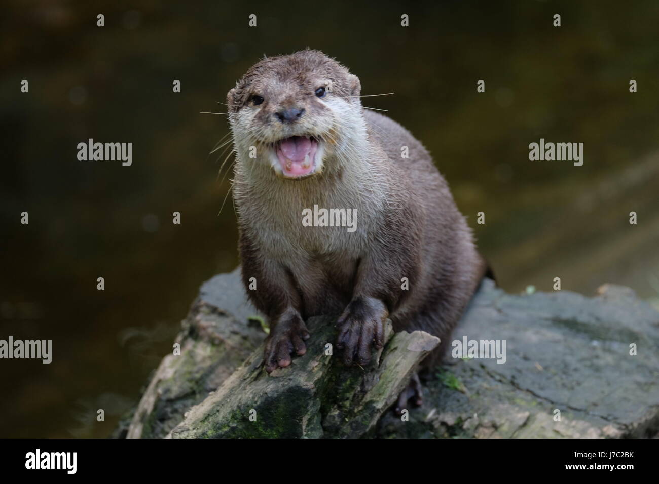 Otter holt hi-res stock photography and images - Alamy