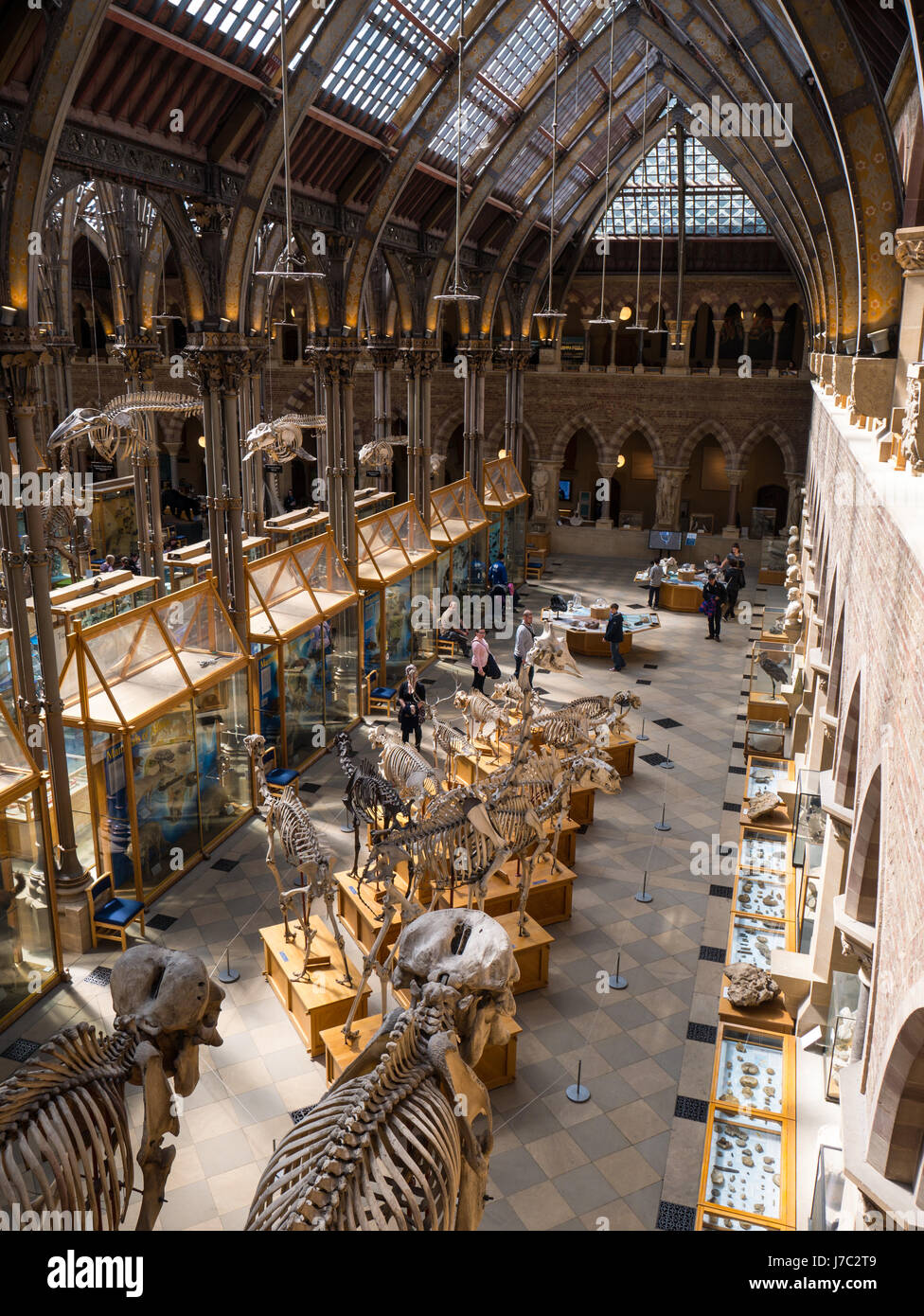Main Hall, Oxford University Museum of Natural History, Oxford, Oxfordshire, England, UK, GB ...
