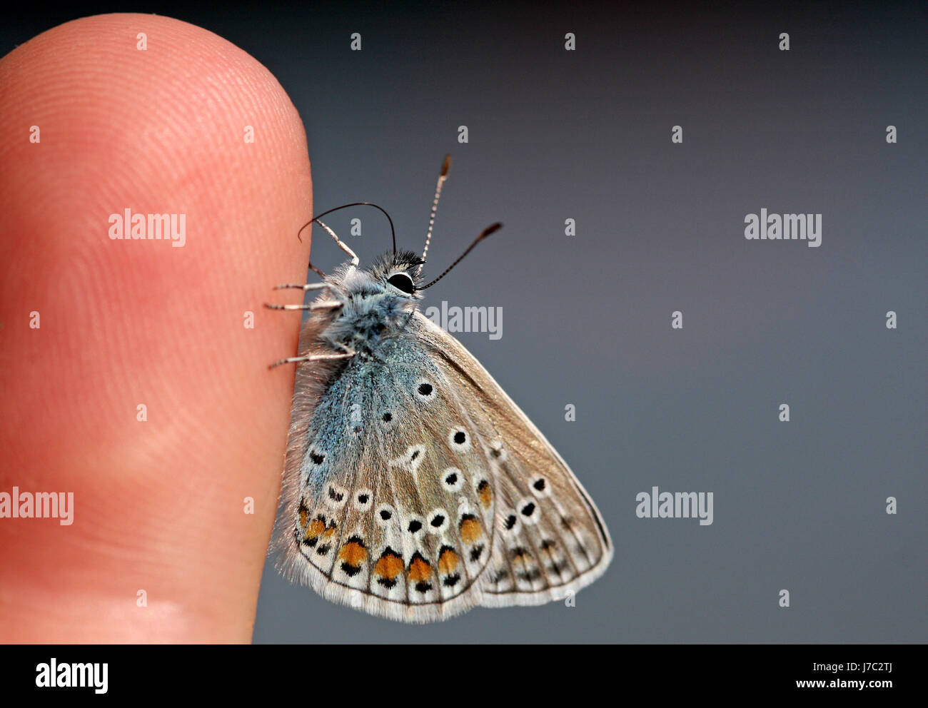 Friendship finger insect butterfly hi-res stock photography and images ...