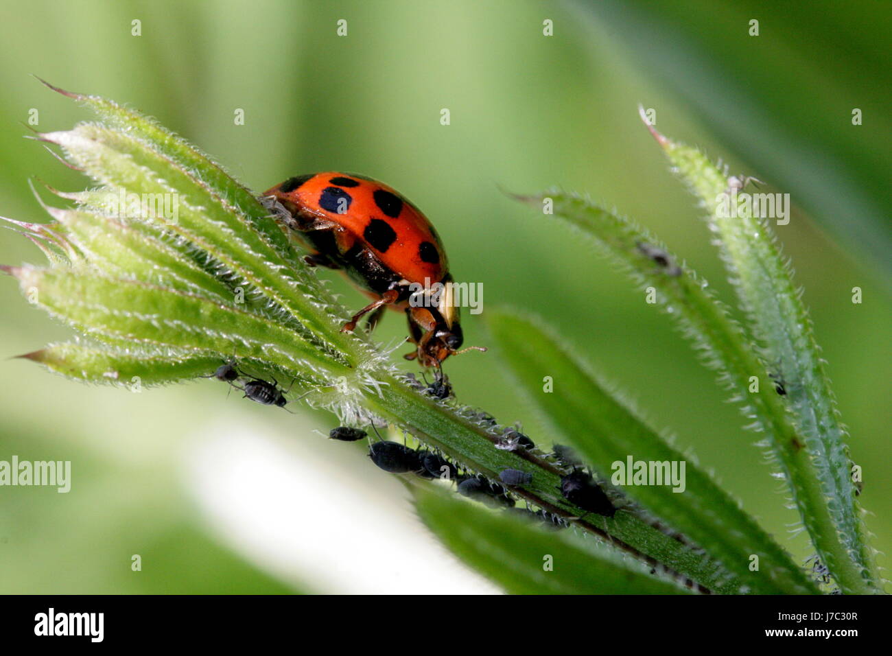 meal a ladybug Stock Photo - Alamy