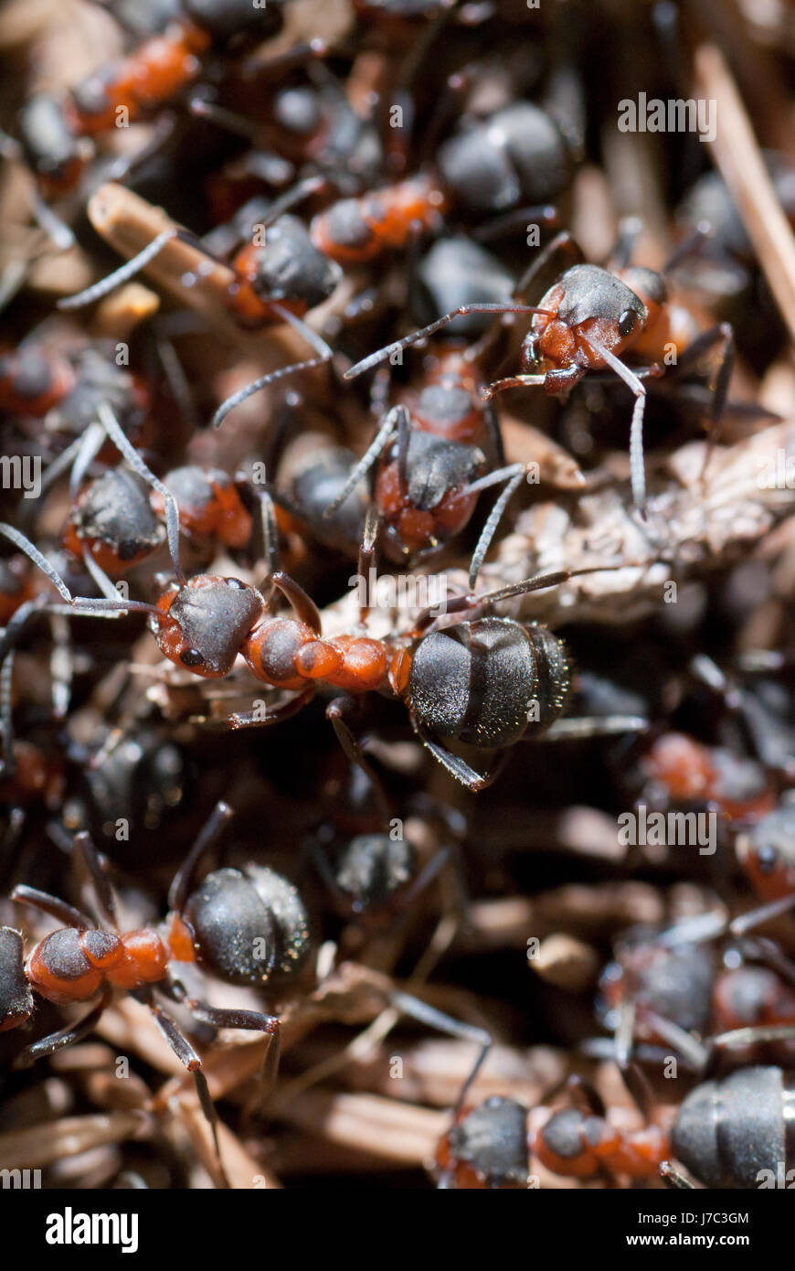closeup insect ant nest teamwork anthill group order macro close-up ...