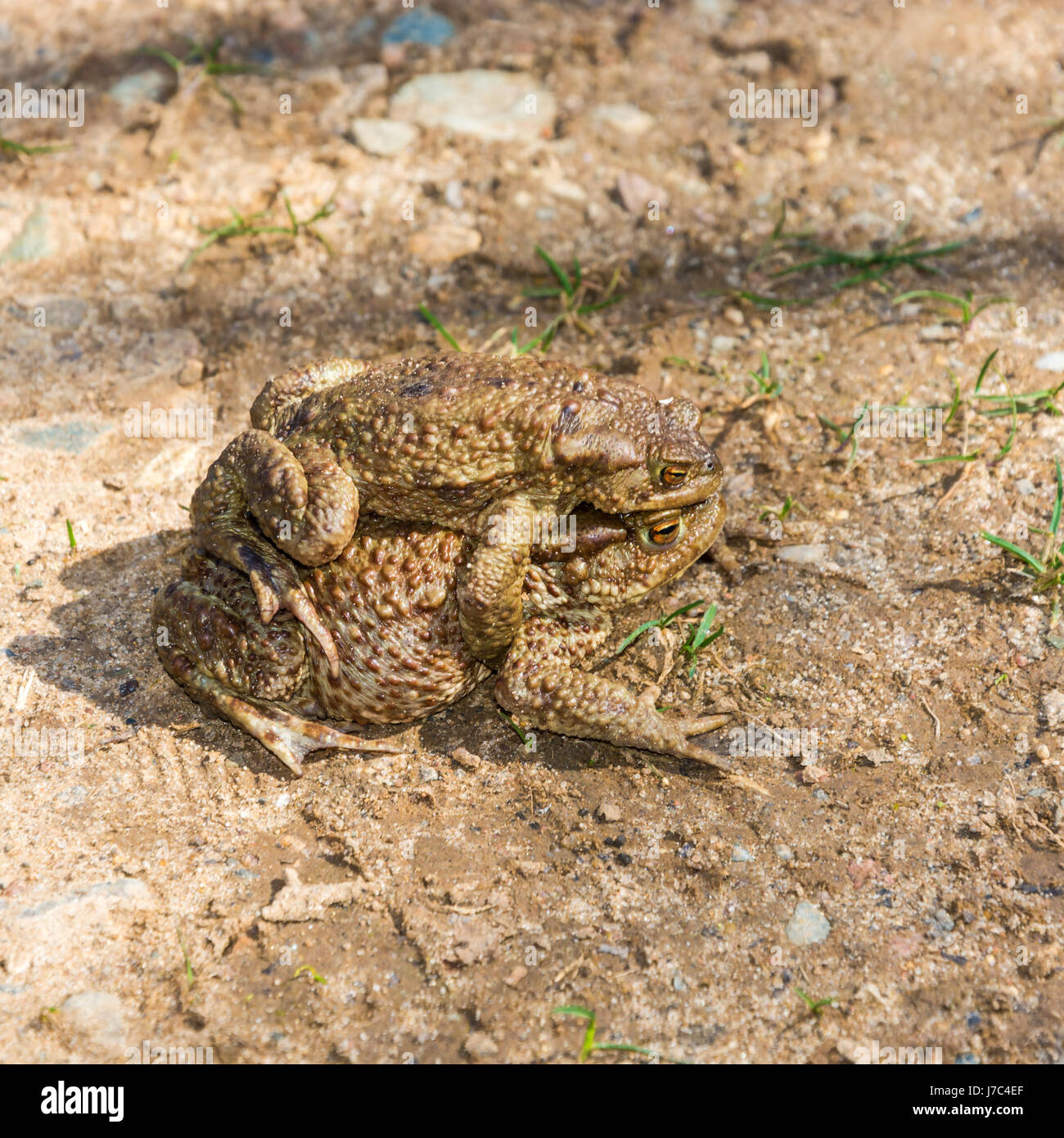 Mating frogs hi-res stock photography and images - Alamy