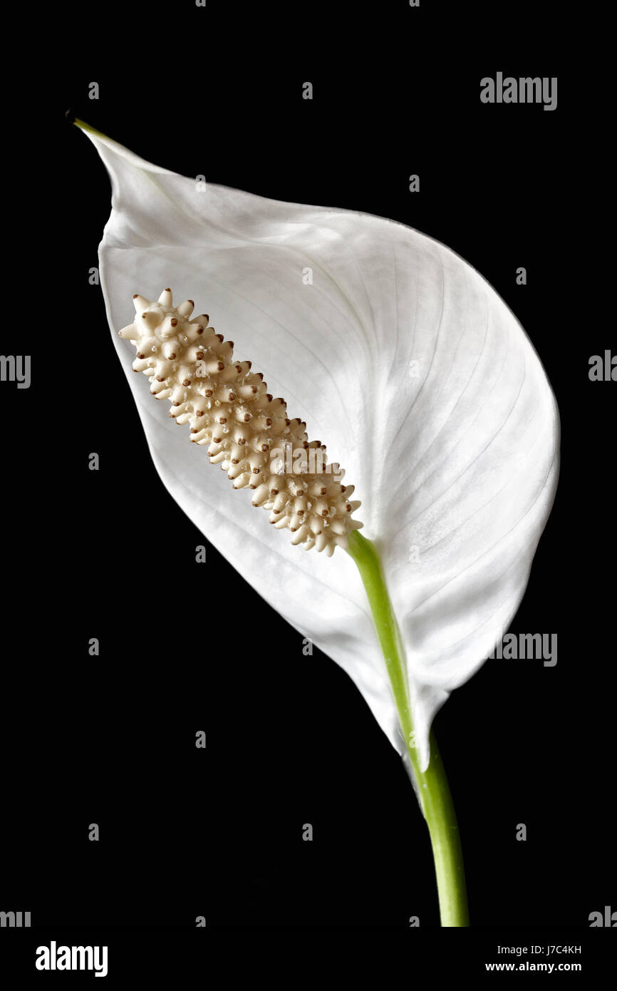 bloom blossom flourish flourishing petal stalk stem indoor plant black ...