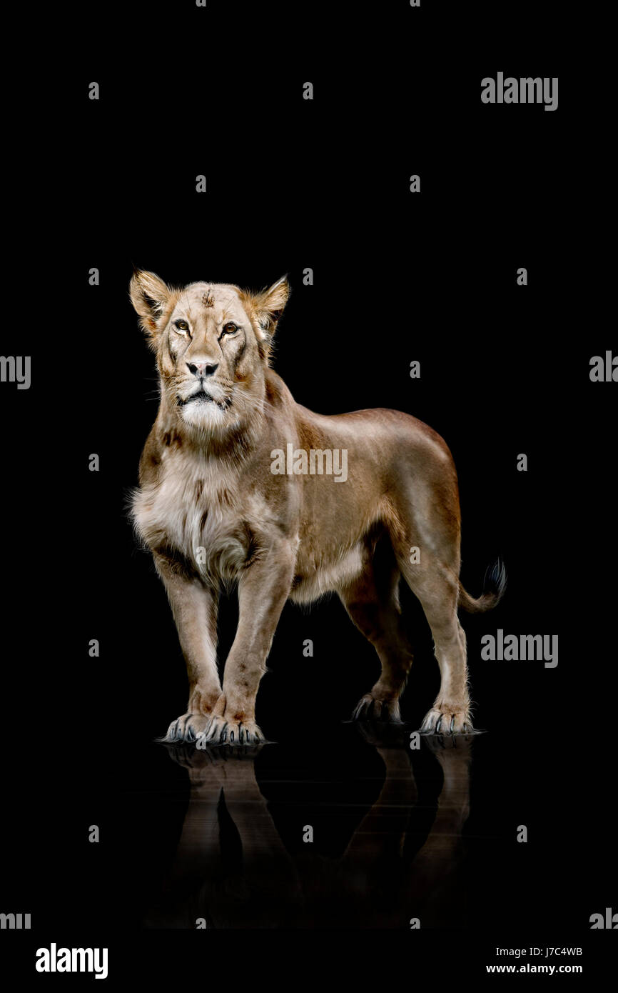 Dangerous black big cat hi-res stock photography and images - Alamy