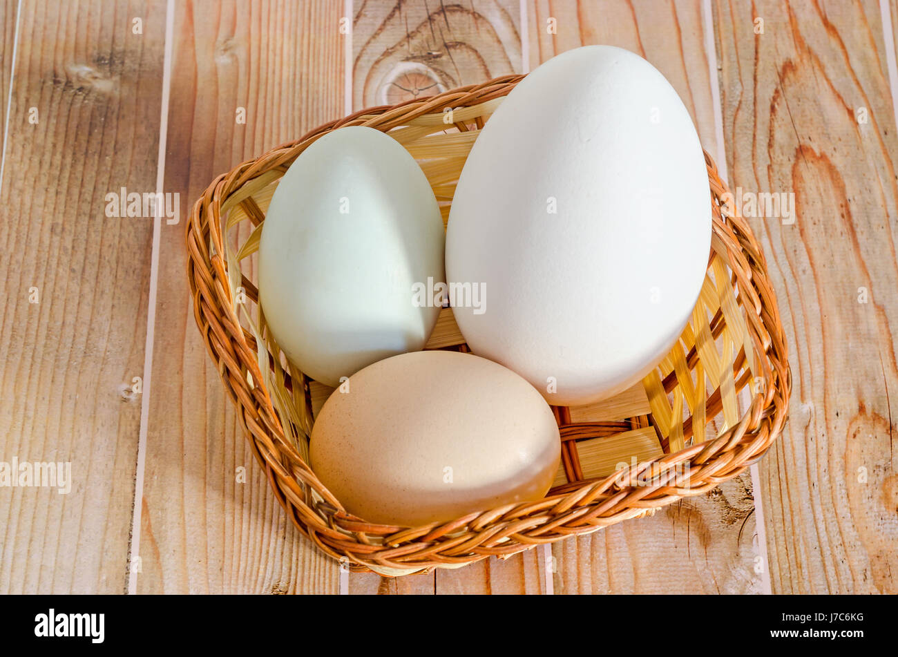 Collection of eggs, large white goose egg, light green duck egg, light ...