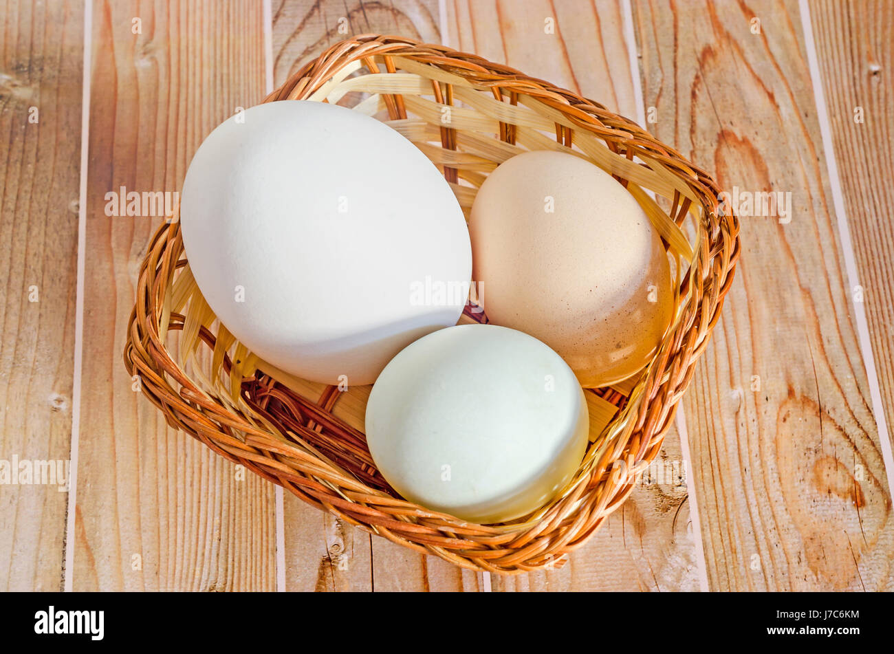 Collection of eggs, large white goose egg, light green duck egg, light ...