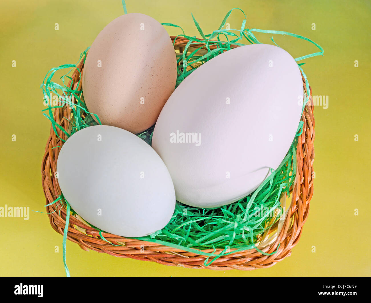 Collection of eggs, large white goose egg, light green duck egg, light ...