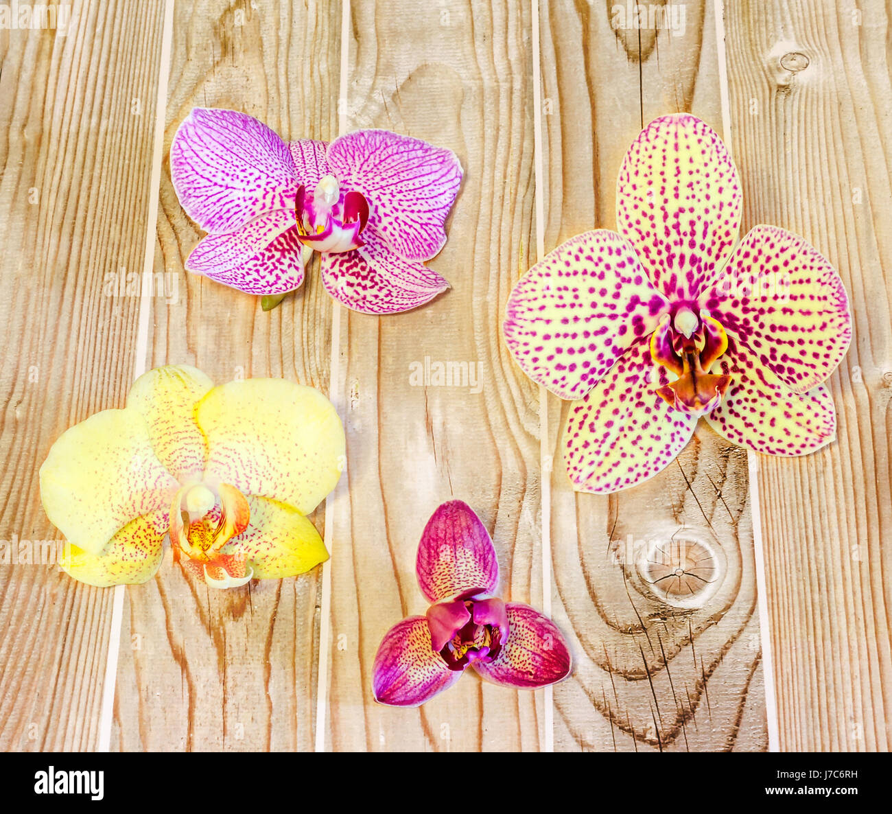 Types Of Yellow Orchids