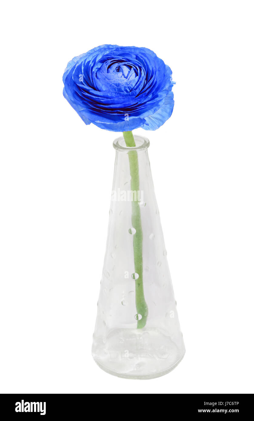 Blue Ranunculus flower, Ranunculaceae family. Genus include the ...