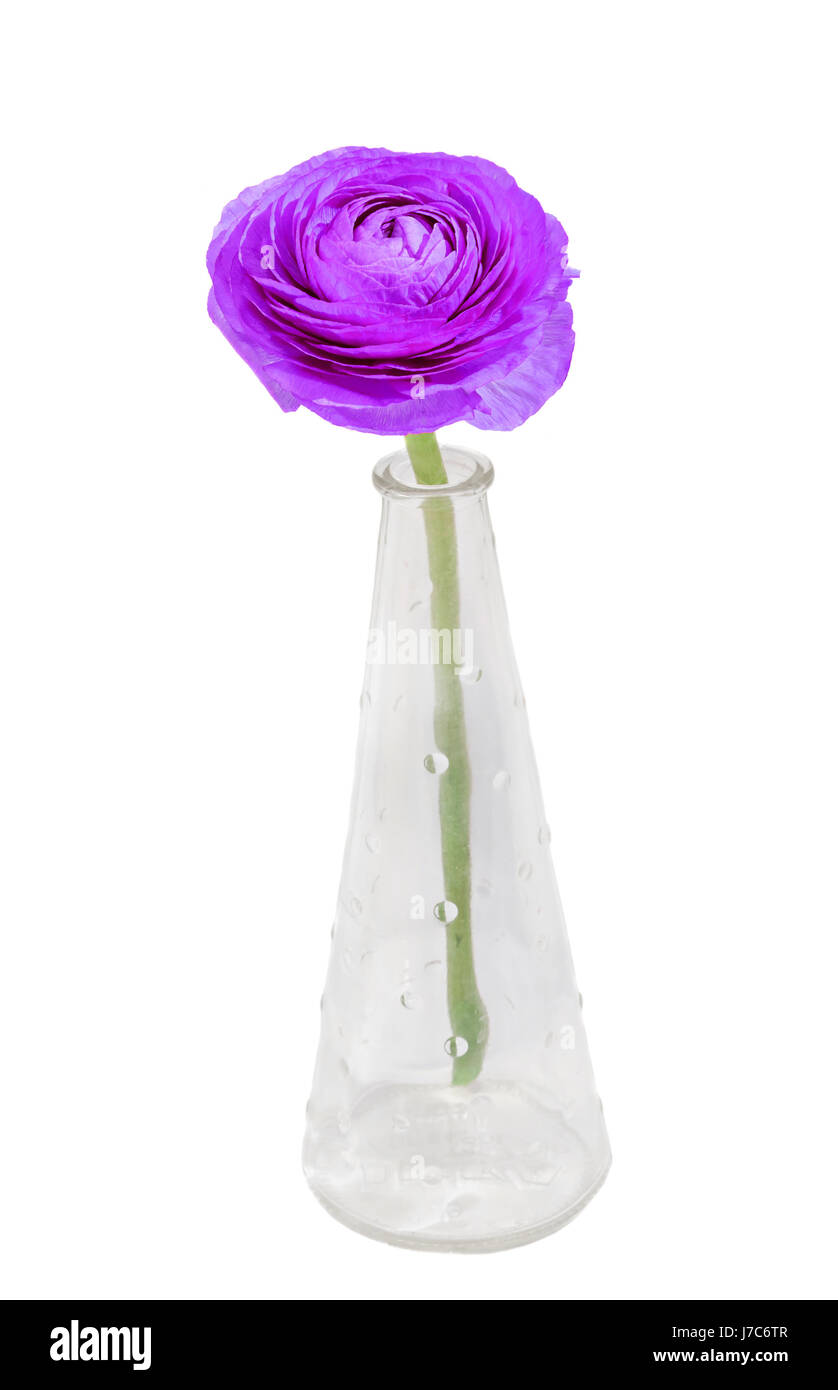 Mauve Ranunculus flower, Ranunculaceae family. Genus include the ...