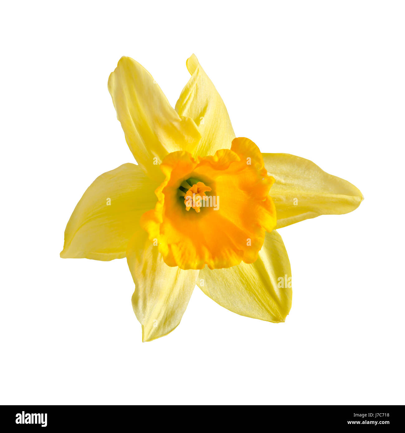 Yellow, orange daffodil flower, narcissus, close up, isolated on a ...
