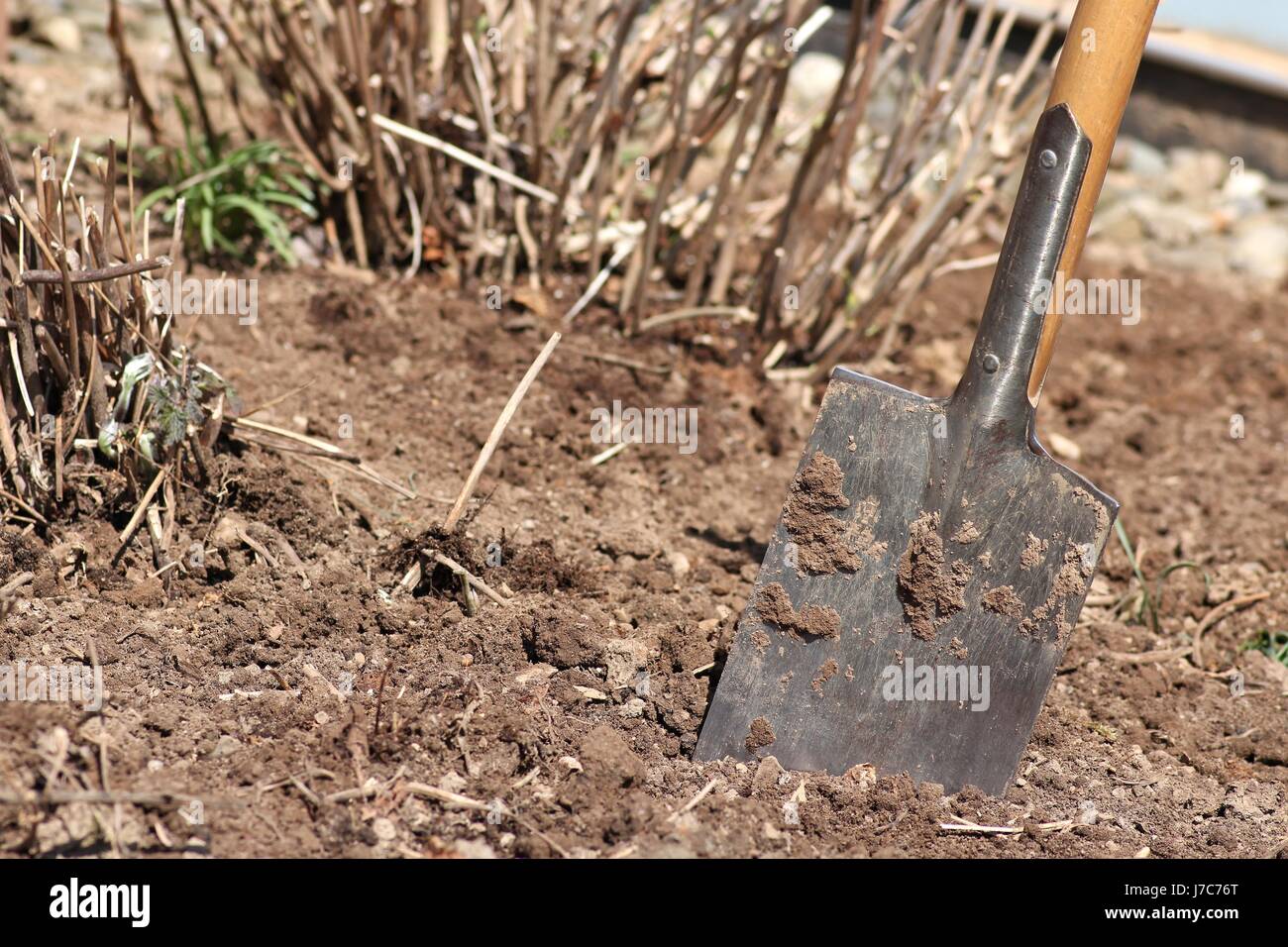 spade in soil Stock Photo - Alamy