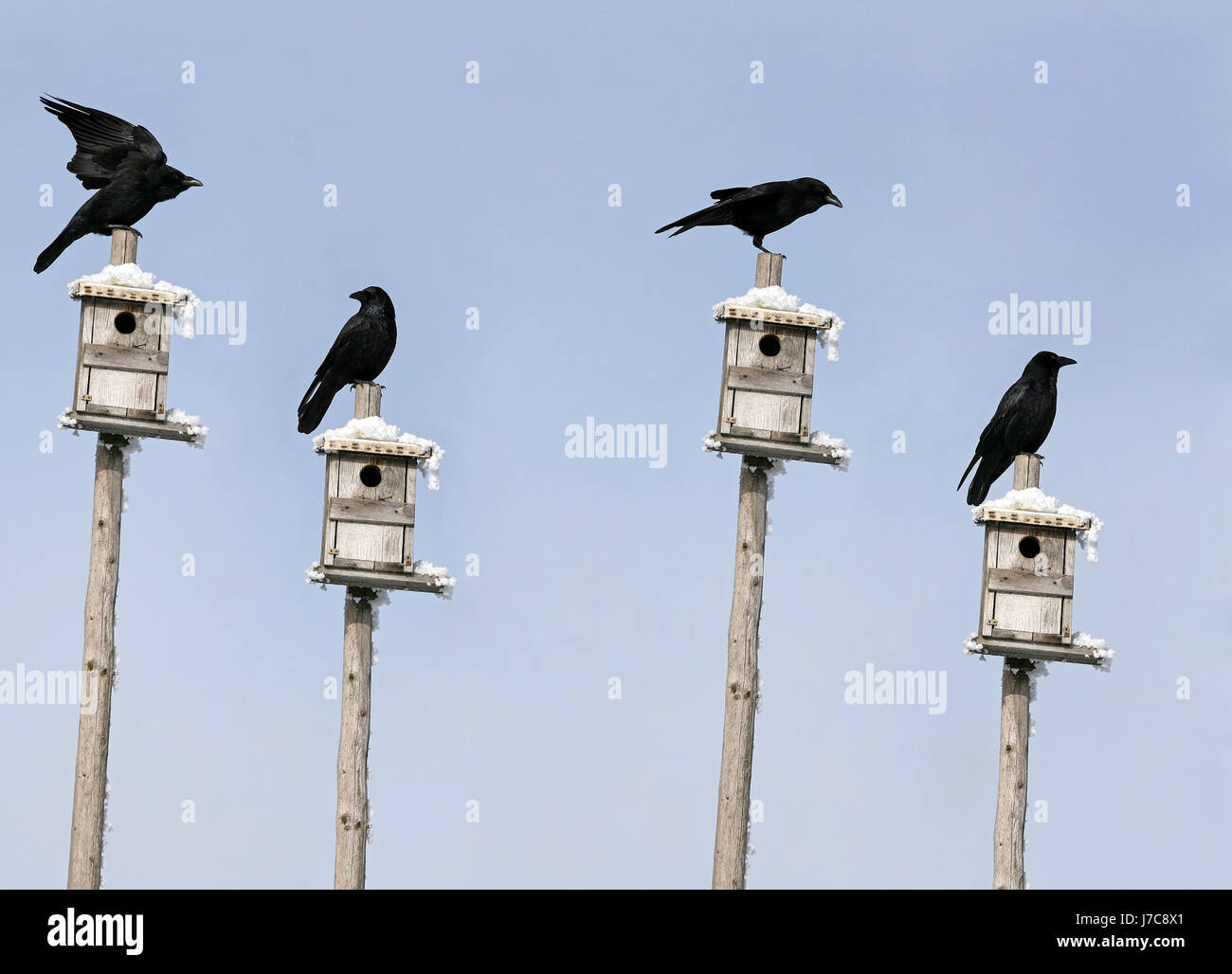 Raven building nest hi-res stock photography and images - Alamy