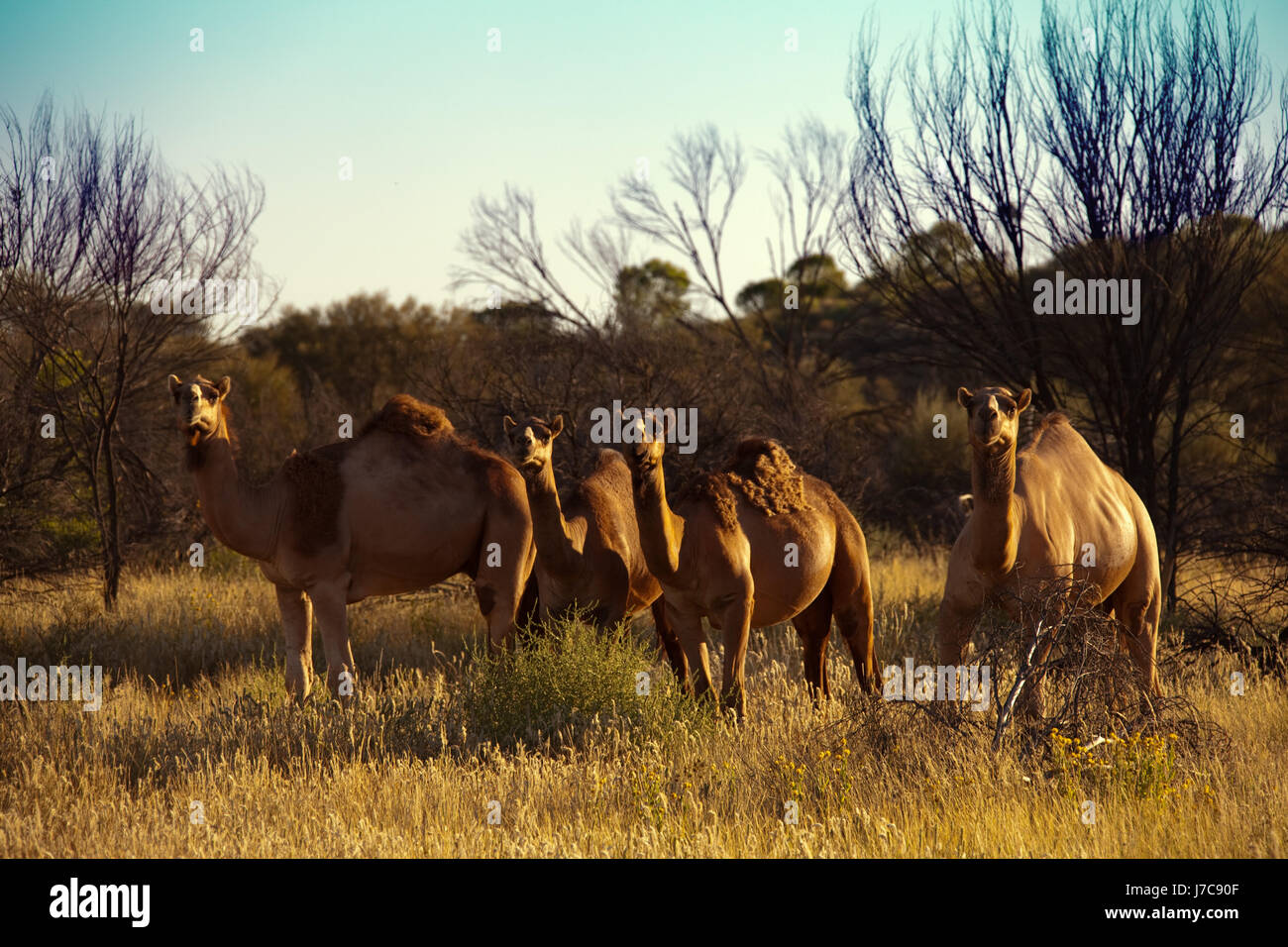 camel australia steppe camels outback dromedary dromedaries desert ...