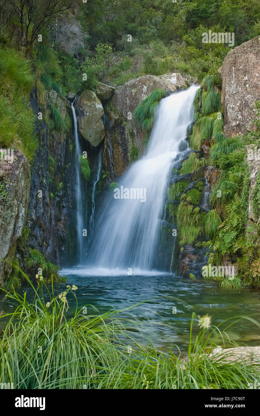 beautiful beauteously nice environment enviroment tree flower plant ...