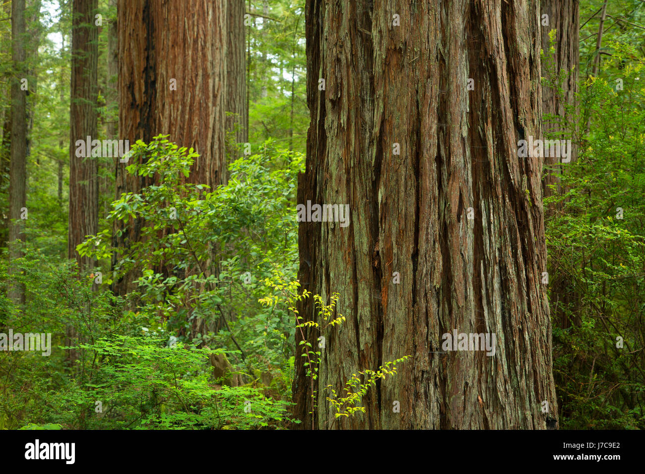 Coast redwood (Sequoia sempervirens) forest, Jedediah Smith Redwoods ...