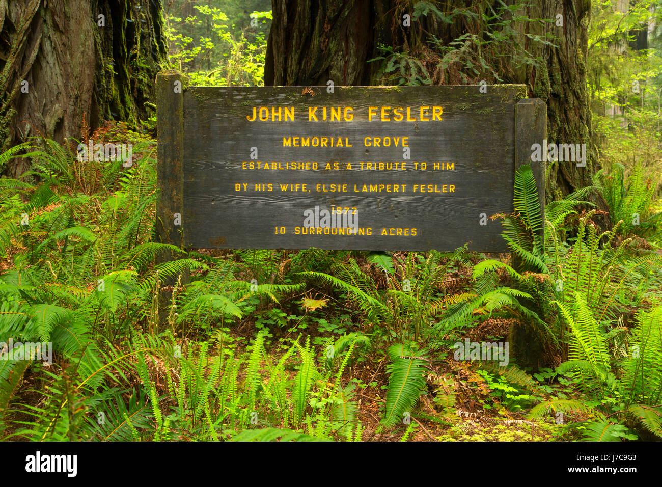 Memorial grove sign in coast redwood (Sequoia sempervirens) forest ...