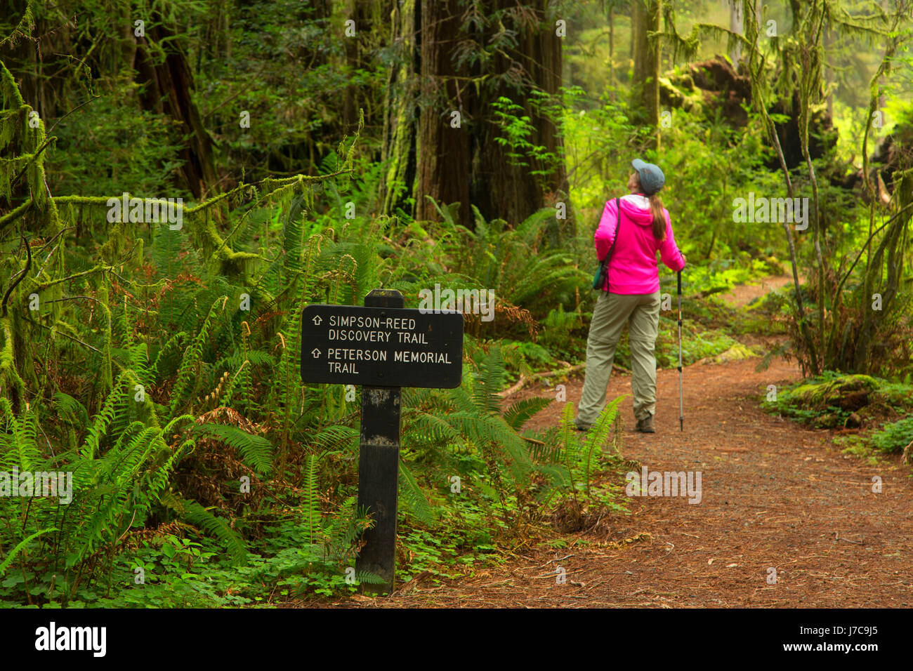 Hiker in Coast redwood forest along Simpson-Reed Discovery Trail ...