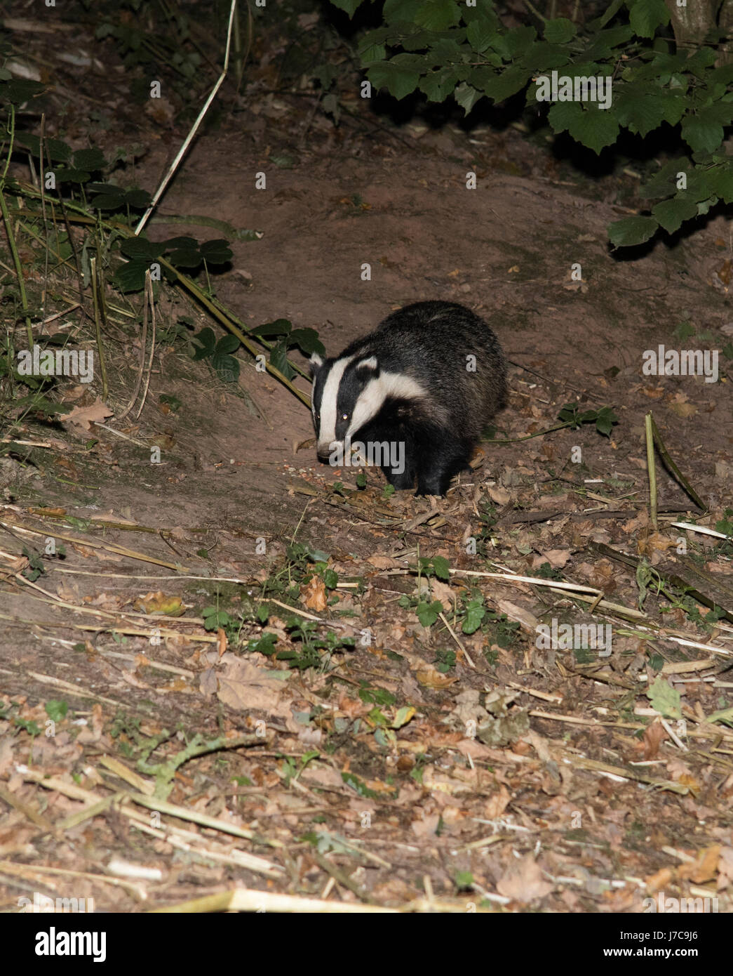 Badger night hi-res stock photography and images - Alamy