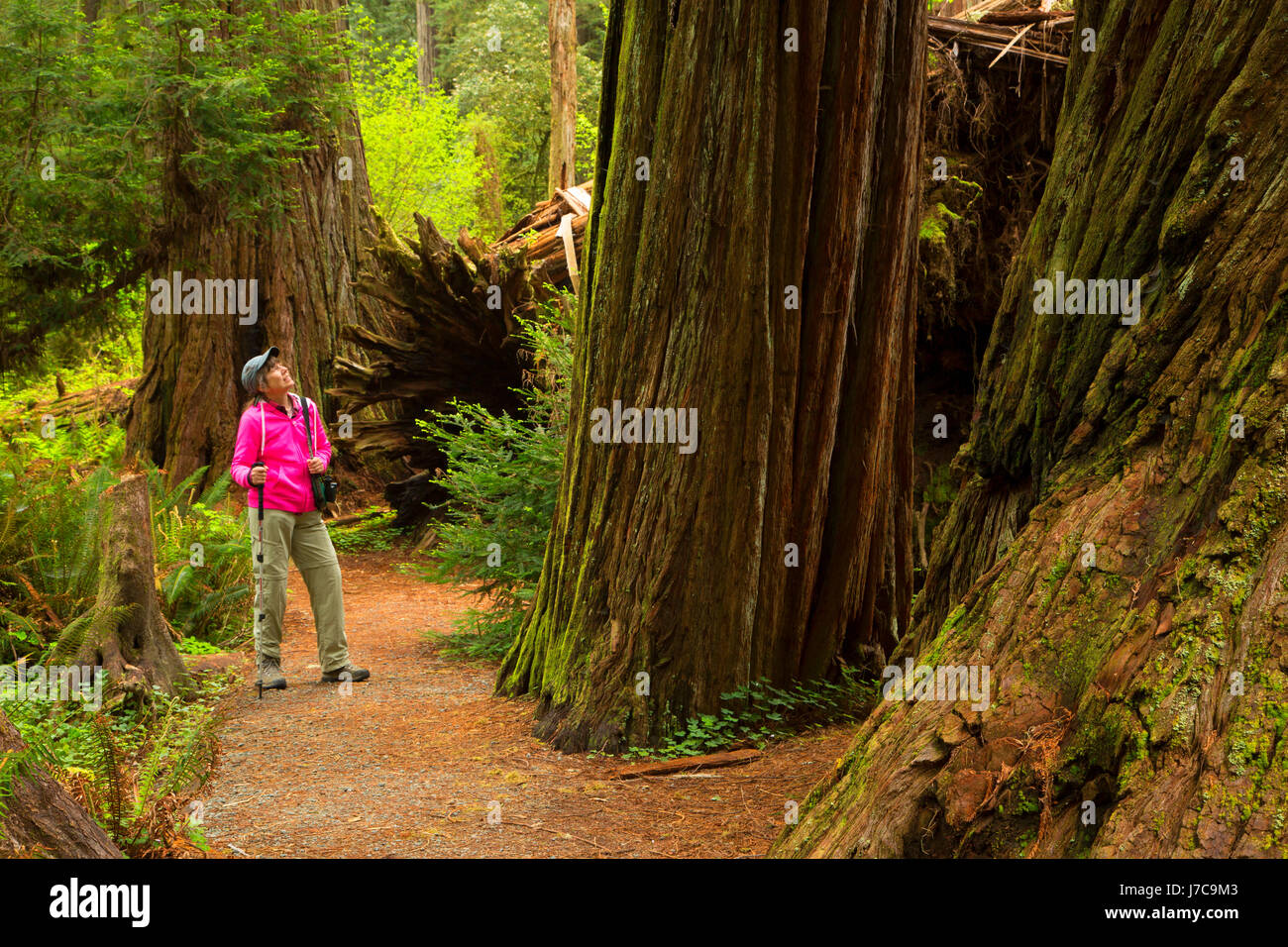 Hiker in Coast redwood forest along Simpson-Reed Discovery Trail ...