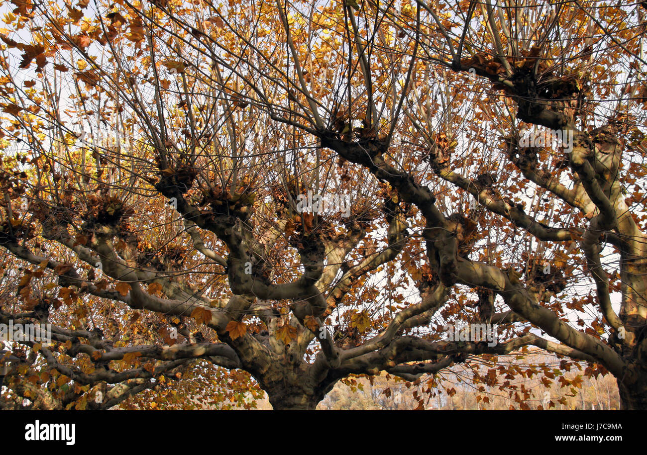 branchage autumn foliage sycamore bark head of a tree leaves foliage ...