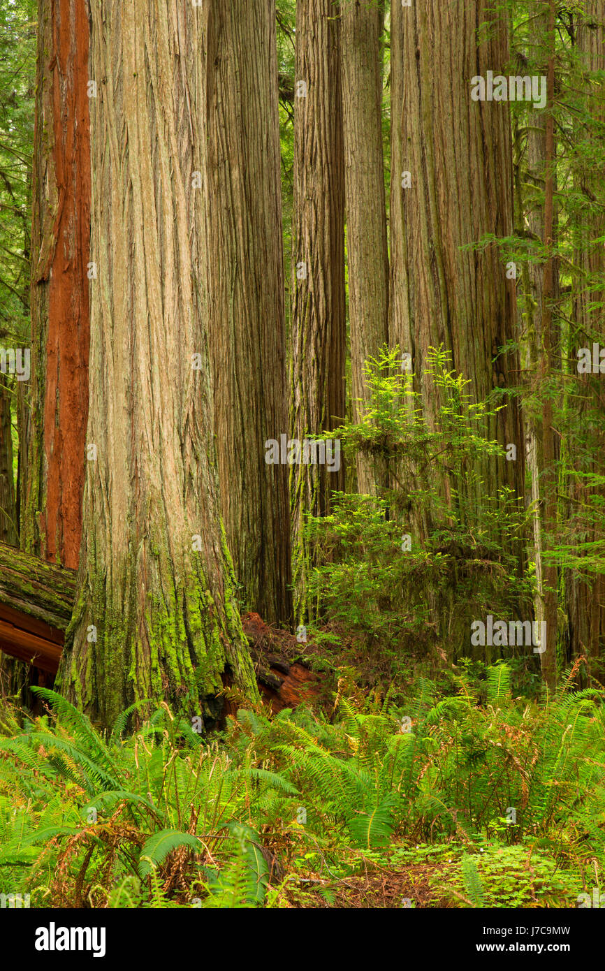 Coast redwood (Sequoia sempervirens) along Simpson-Reed Discovery Trail ...
