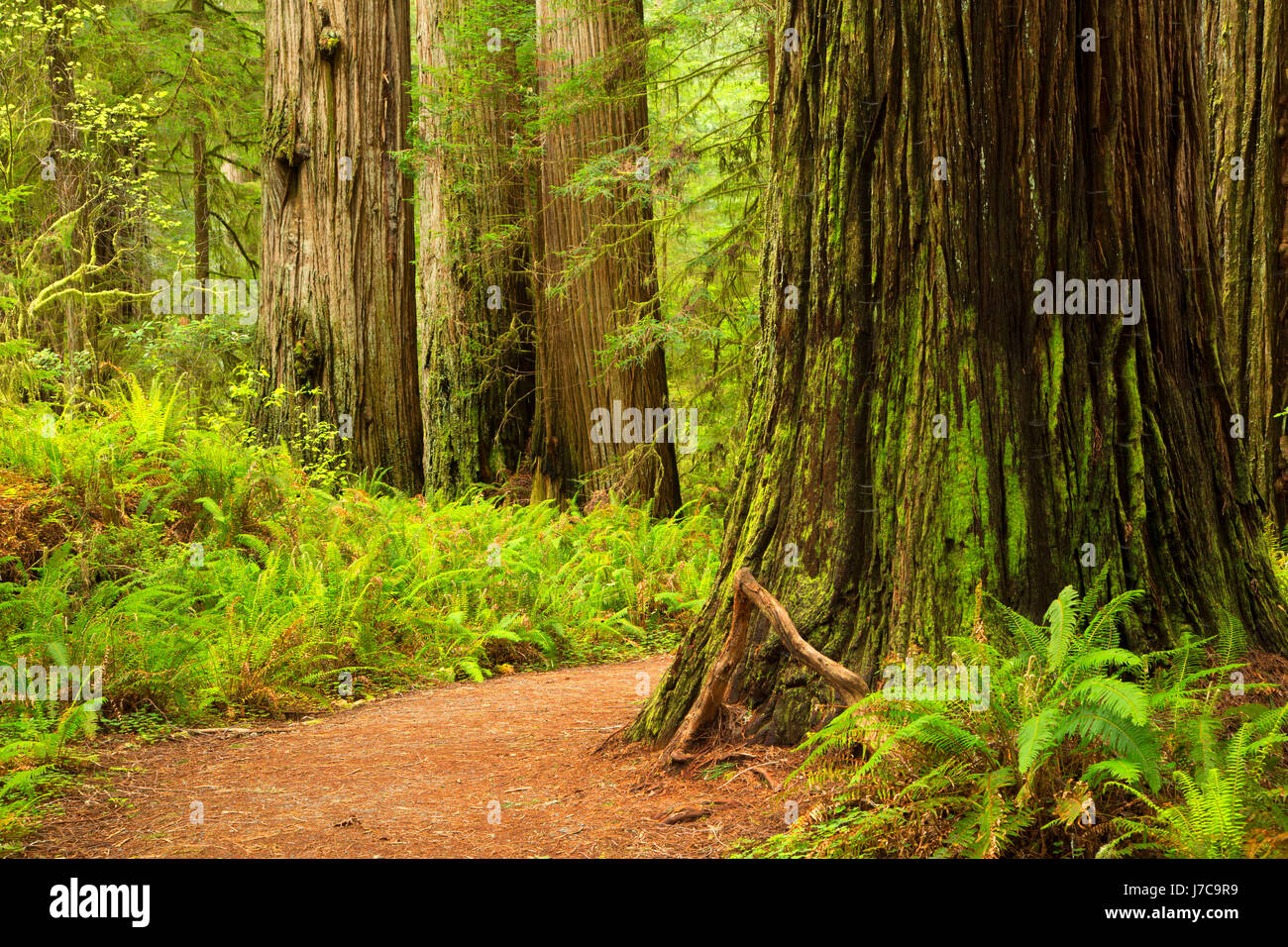 Coast redwood (Sequoia sempervirens) forest along Simpson-Reed ...